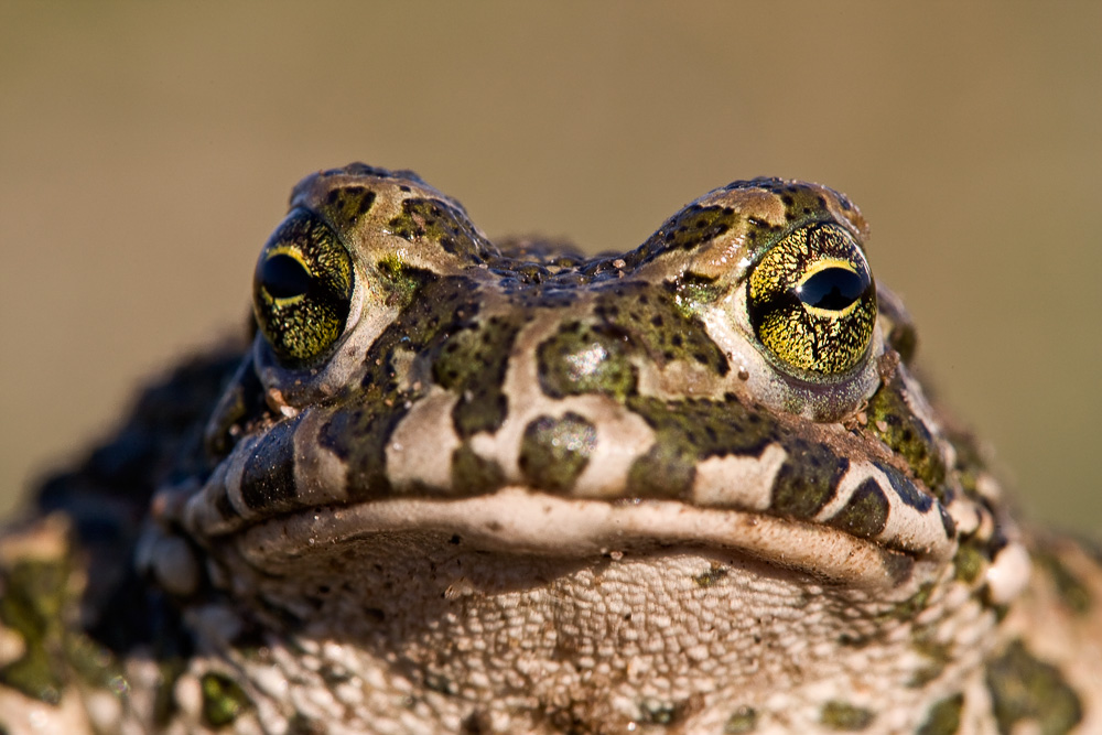 Anura Sea Creature - Natural Beauty