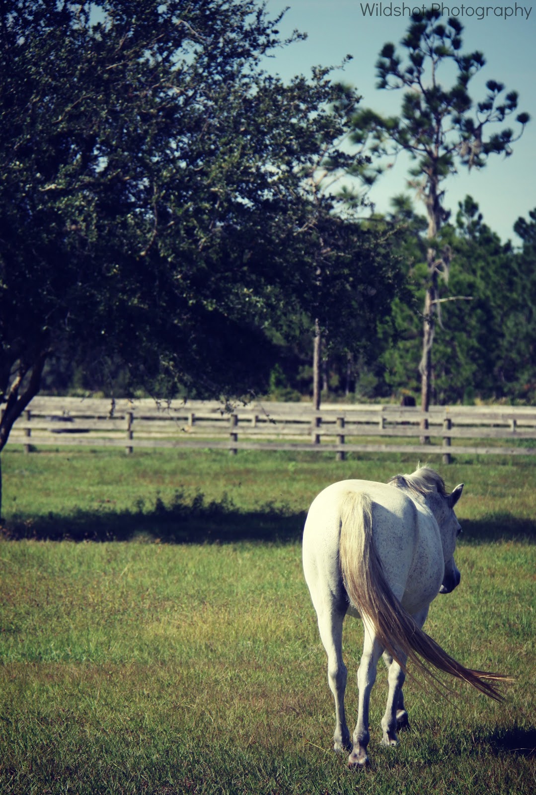 Random Horse Photos