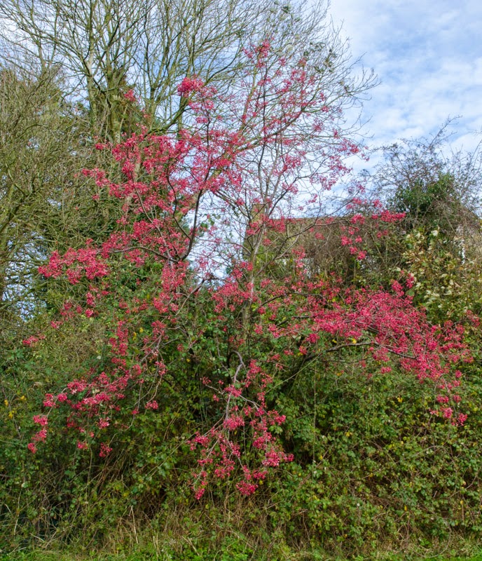 Spindle Tree