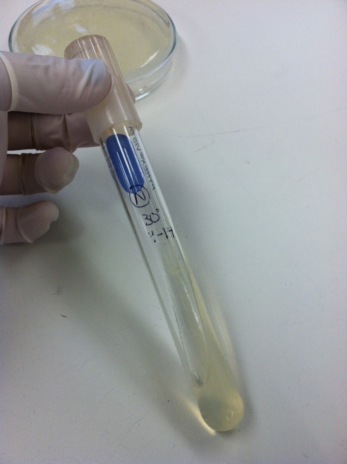 Lab Research for Mini Session Microbiology at Franciscan University ...