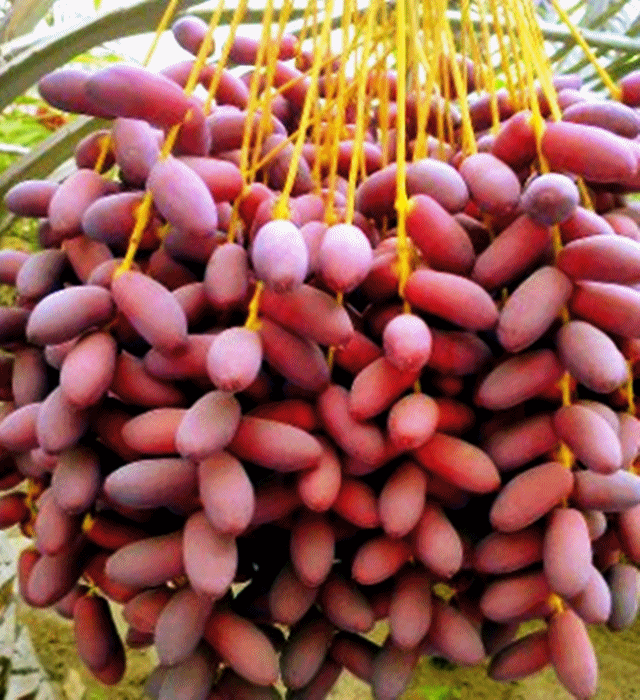 Karir Sekolah KU: Macam-macam Warna Buah Kurma