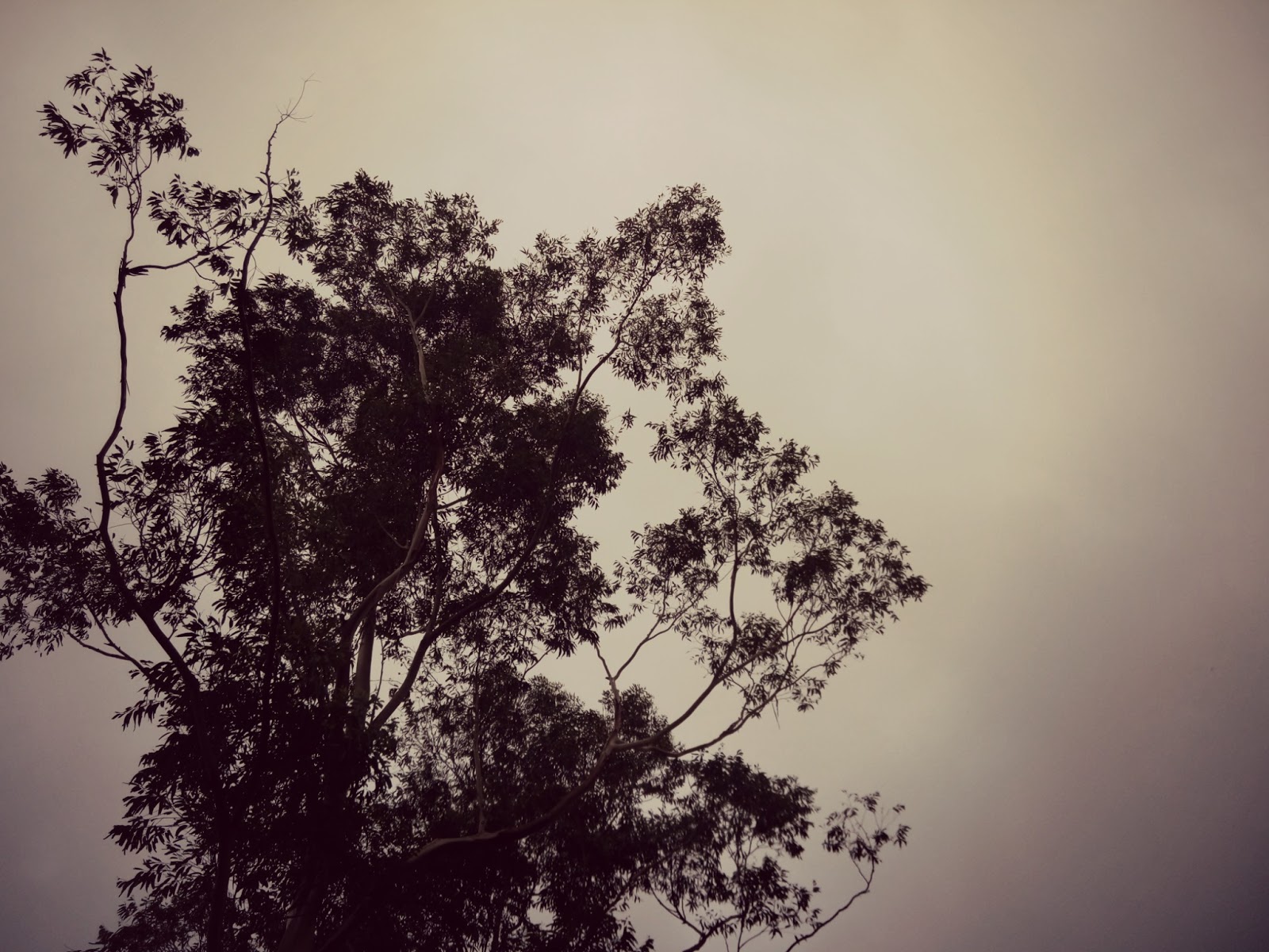 ලින්කන්ගෙ වෙබ් පිටුව: ඔහිය සිට යකාගේ පඩිපෙල පසුකර බඹරකන්ද දියඇල්ලට ...