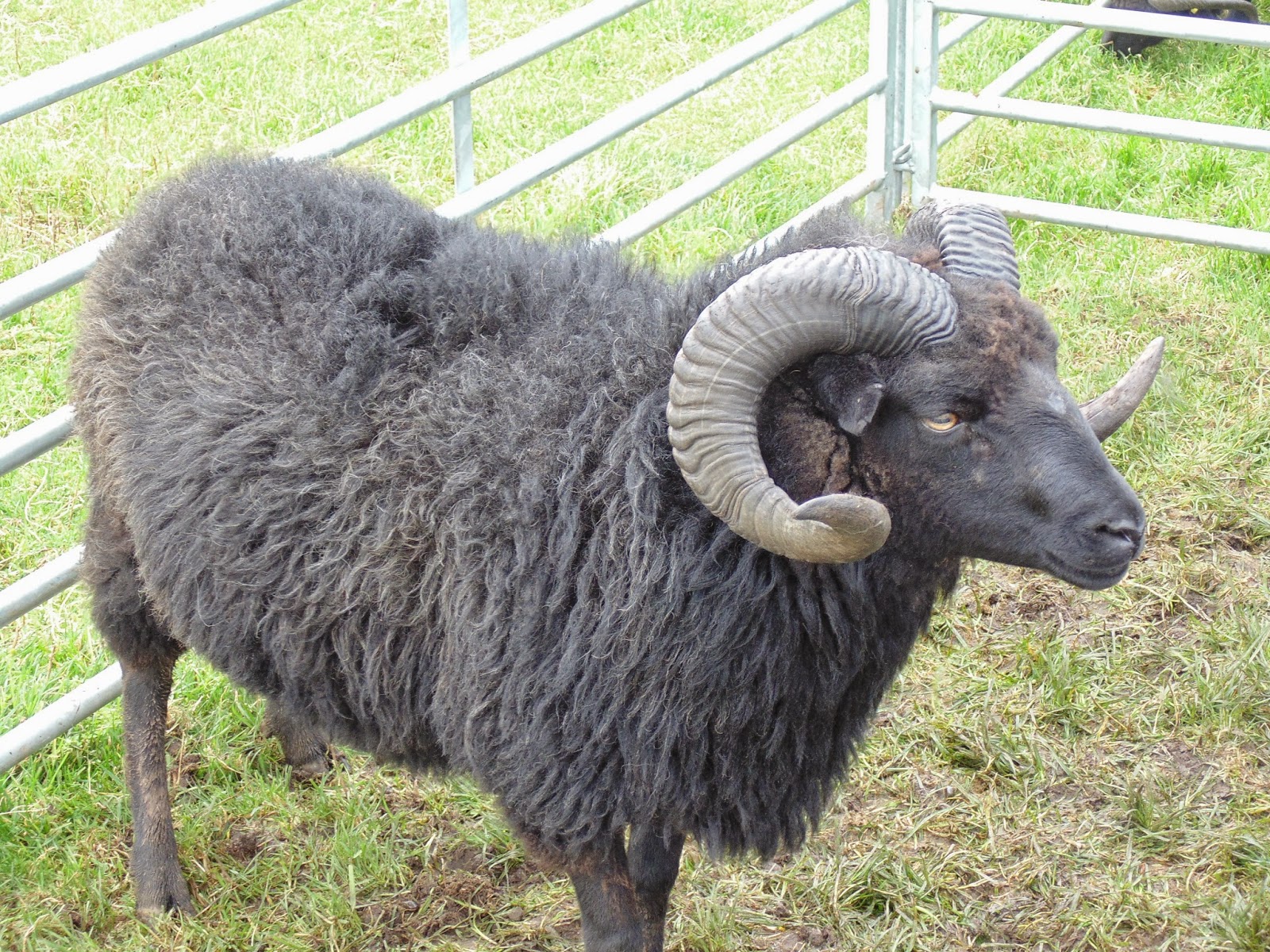 Croft 2A: some of the Tups