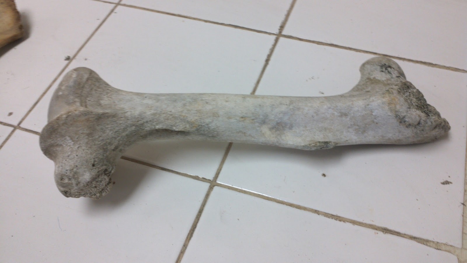 ANATOMÍA DEL SISTEMA ÓSEO.