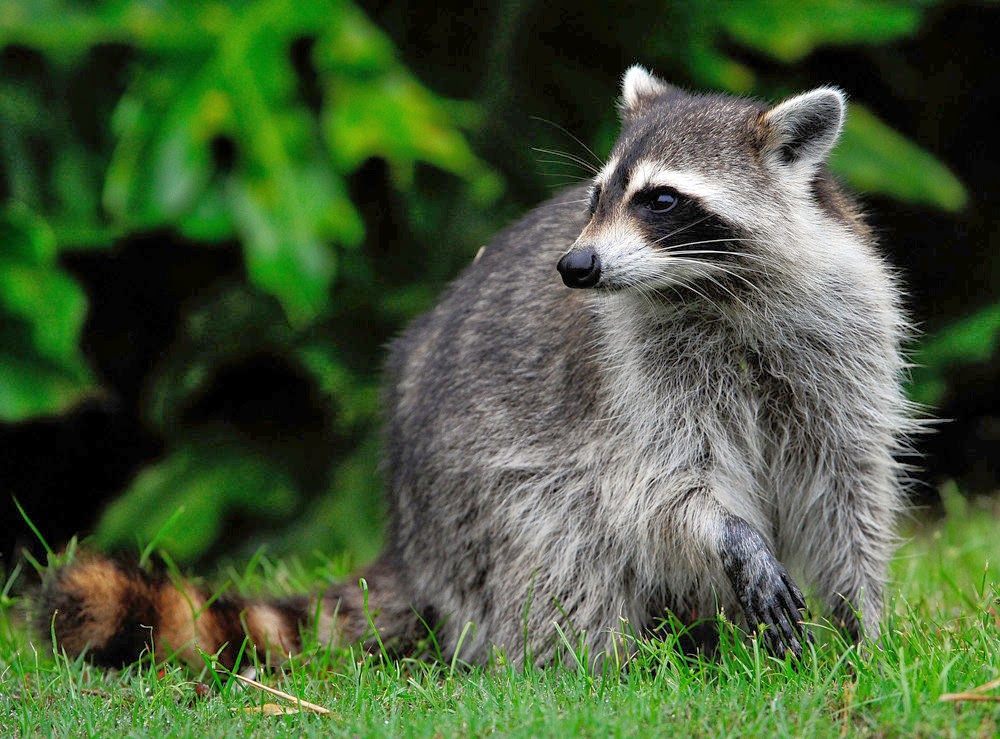 El mapache de Cozumel | Isla Pasion Weddings