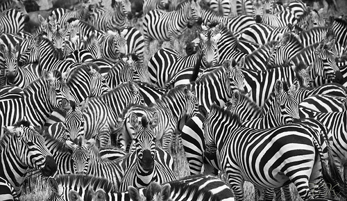 Bluesman: Optical Illusion or a herd of Zebras?