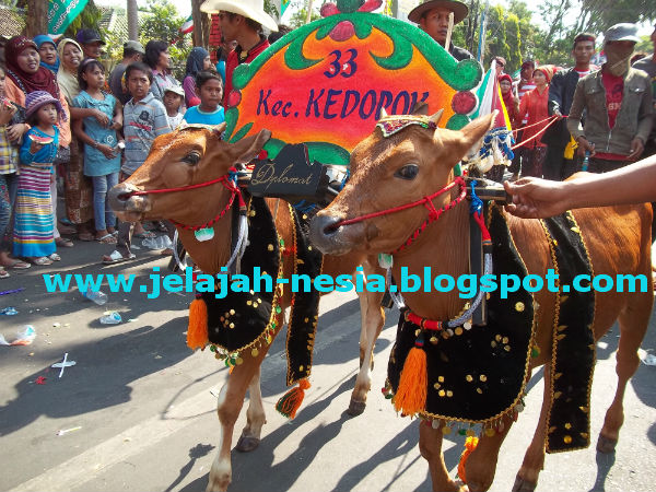 Karapan Sapi Brujul yang Unik di Probolinggo - Kompasiana.com