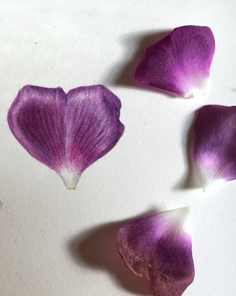 Dianne Sutherland: Painting Roses and Colour Mixing: Sheffield ...