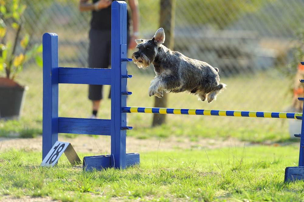 A Dog's Life: What is agility?
