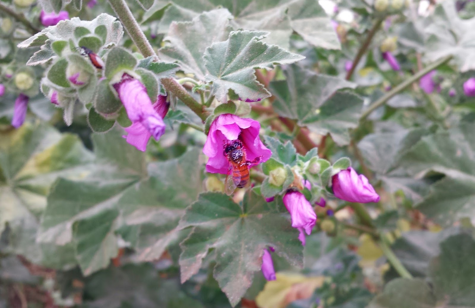Giant Among Wildflowers | SNAPSHOTS OF MALTA