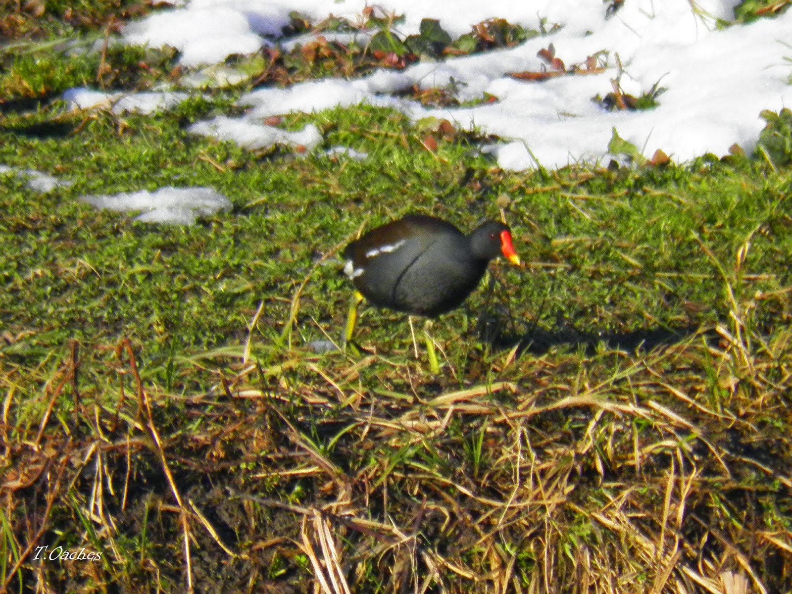 PASARI DIN ROMANIA: GAINUSA DE BALTA, Gallinula chloropus