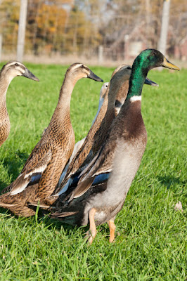 My Life Behind the Scenes of Borderhauss: Runner Ducks