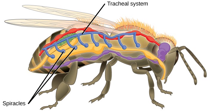 CORONA APICULTORES: HEMOLINFA