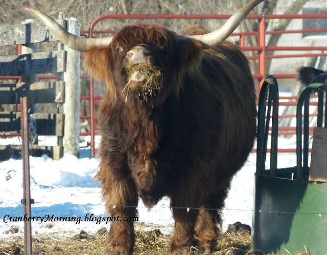 Cranberry Morning: Wisconsin Barns, Highland Cattle, and Good Fences