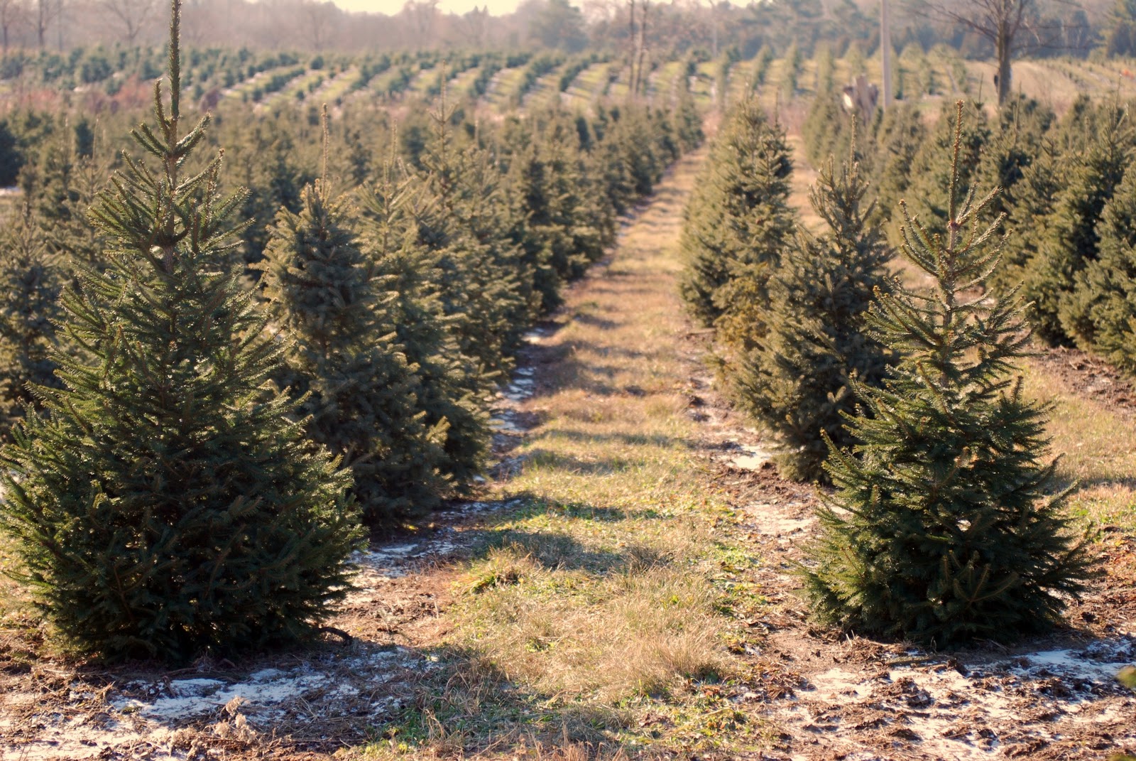 O Christmas tree, O Tannenbaum | Sylvia's Simple Life