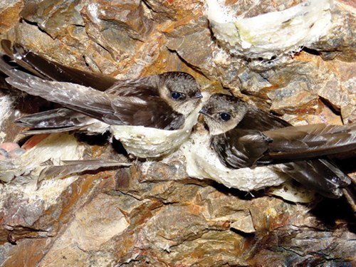 MyRokan: Swiftlet With Edible Nest