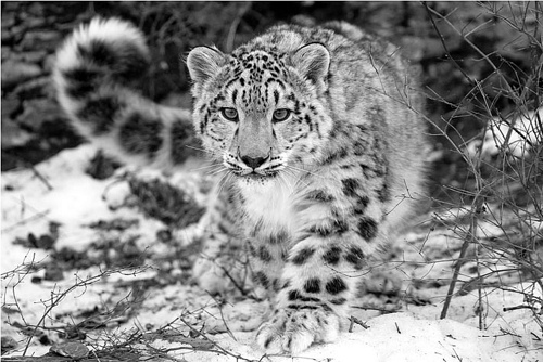 Snow Leopard | Free National Geographic Pix