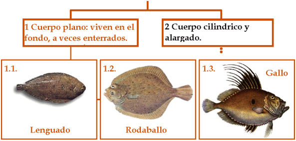 CCG - Cocina Basica 2011: PECES