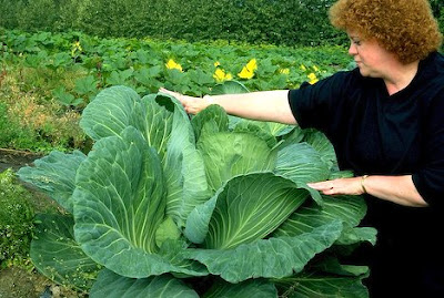 Uncle Macs Garden Shed: FARM GIRL'S CORNER - Fall cabbage