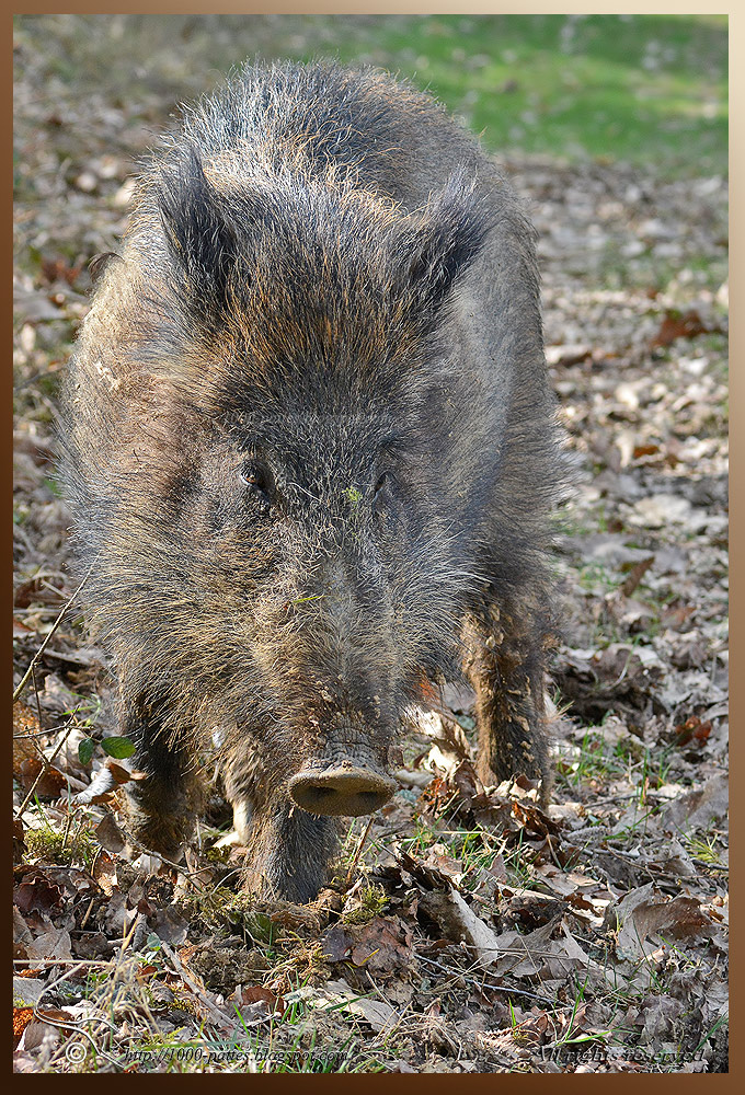 WILDLIFE GATEWAY: Sanglier: caractère et reproduction