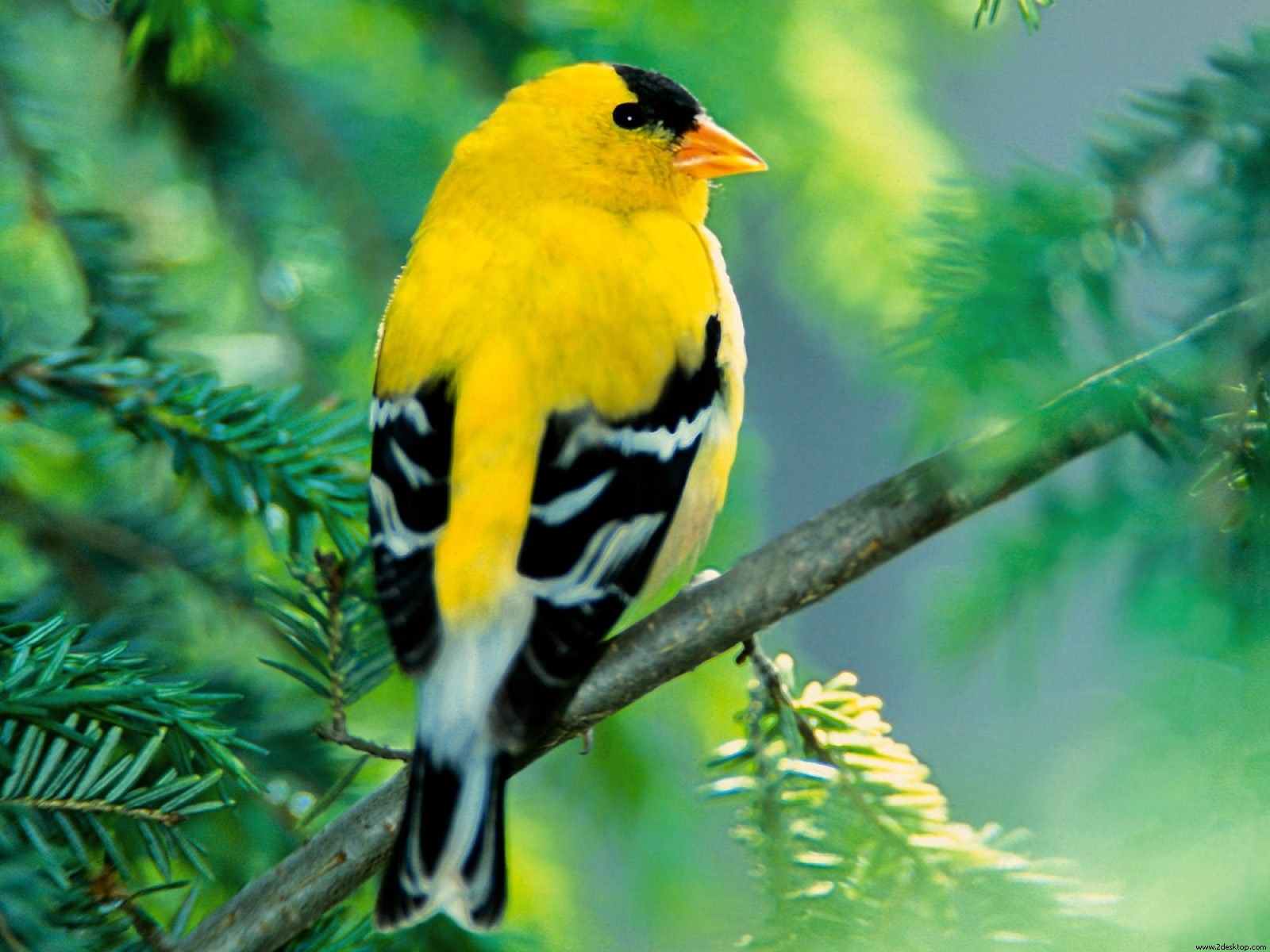 American Goldfinch - Ryan Maigan Birds