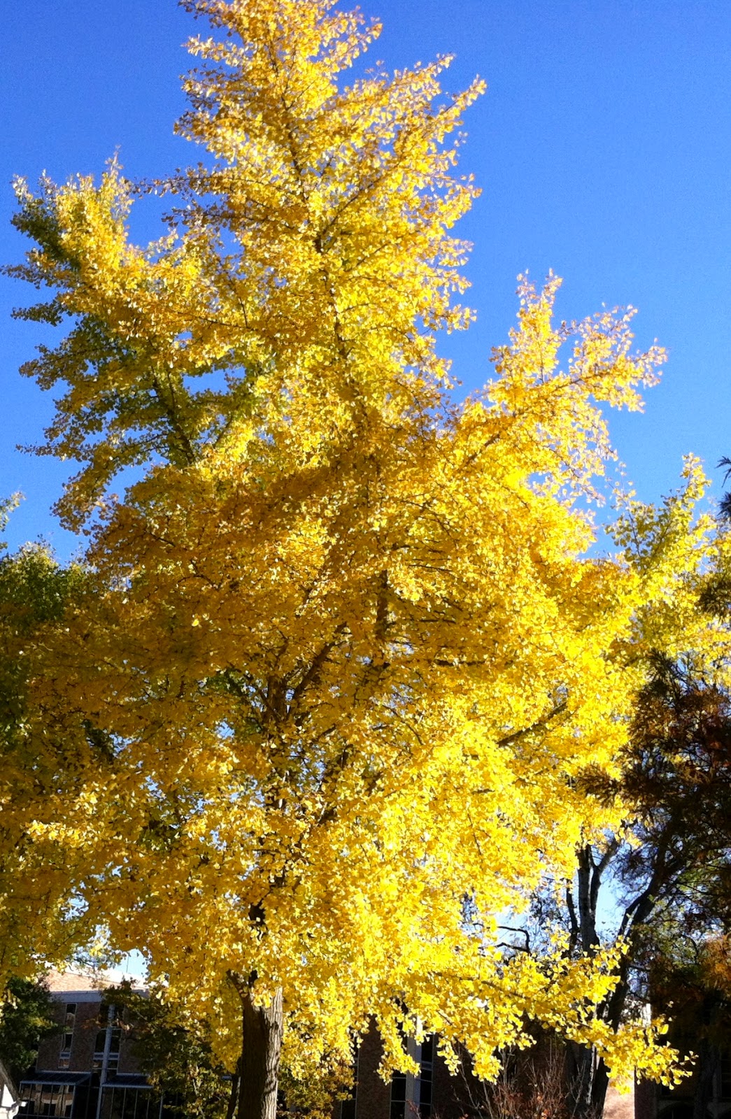 Ginkgo Trees
