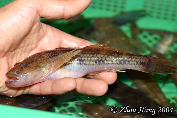 Naturalist's World - Dr Abe V Rotor : Ipon or Dulong - a rare delicacy ...