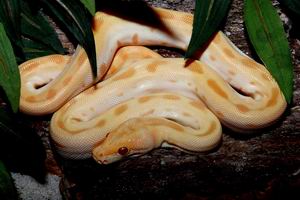 Pupile człowieka: Pyton tygrysi (Python molurus)