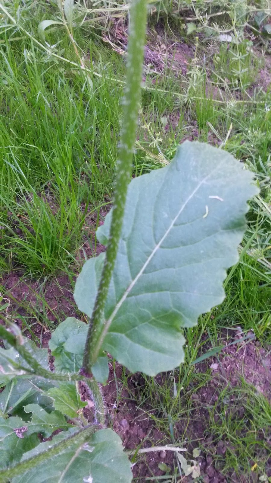 BUZZARD BUSHCRAFT: Charlock - Synapsis arvensis