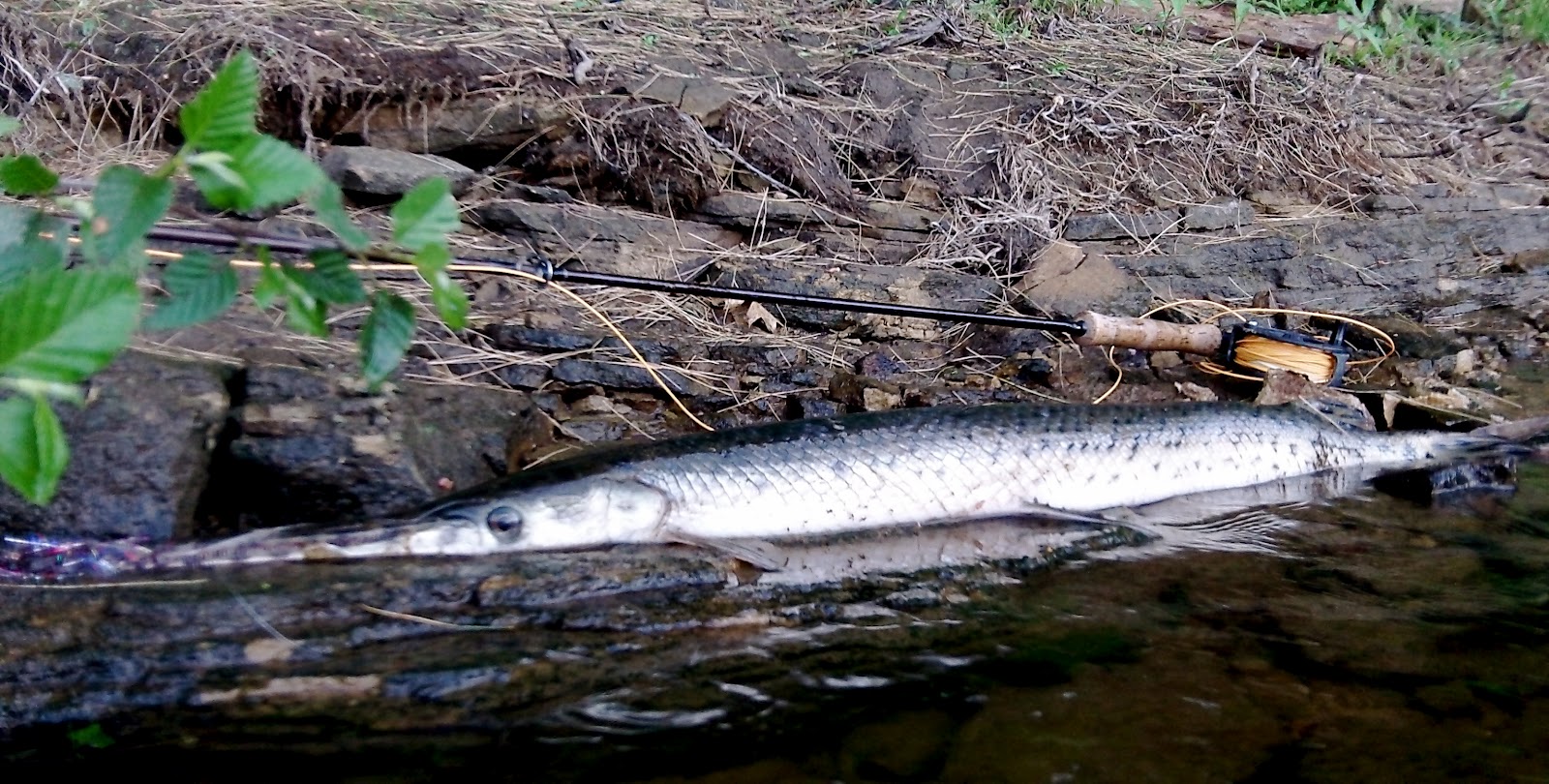 Currents: More Black River Gar