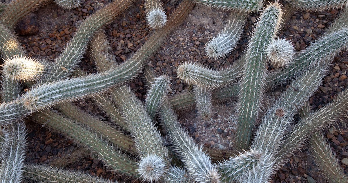 Walking Arizona: The Creeping Devil Cactus