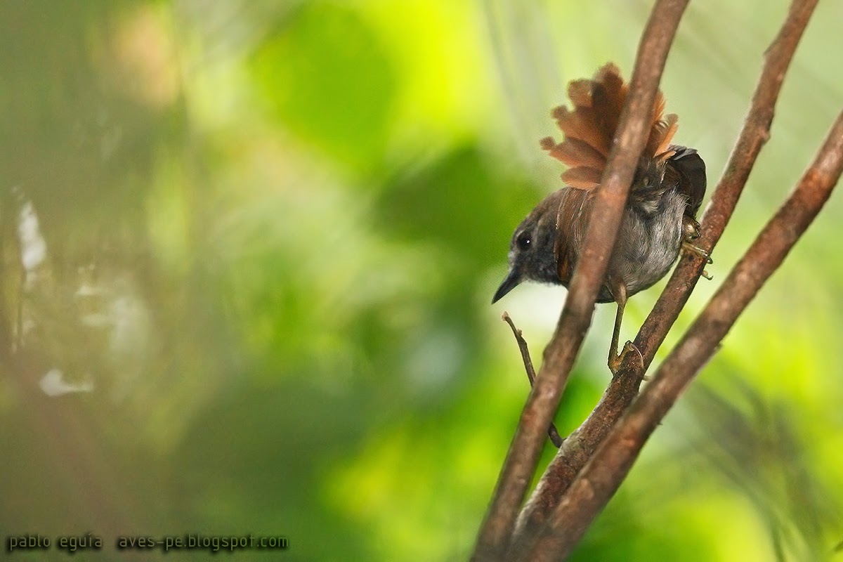 mis fotos de aves: Synallaxis cinerascens Pijuí Negruzco Gray-bellied ...