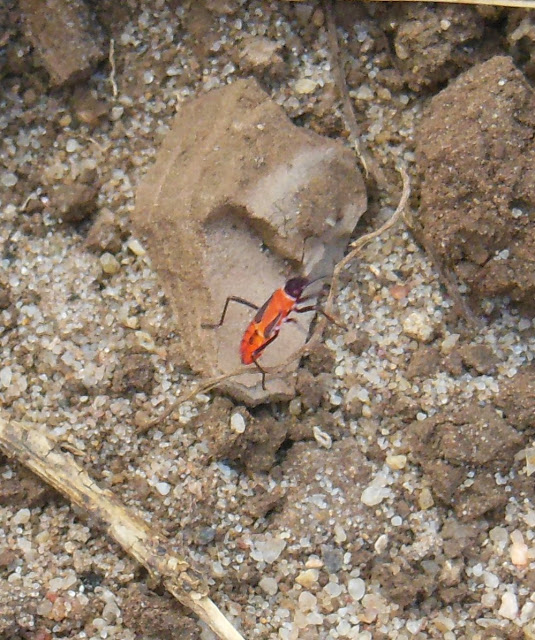 Maasai-World: Insects of Kenya