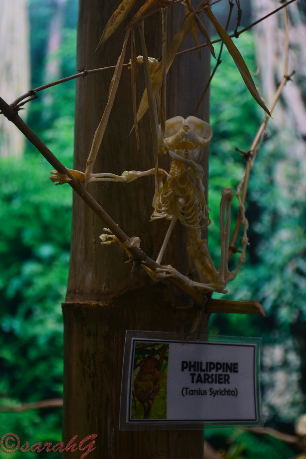 A trip to D' Bone Collector Museum Inc.