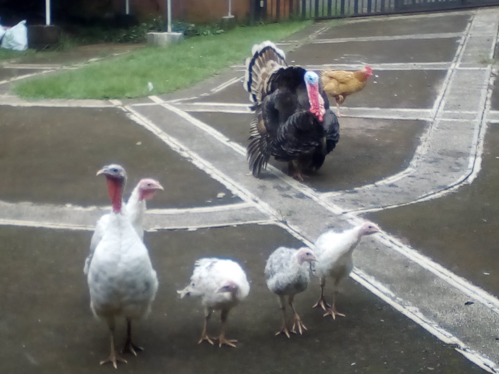 Acuaponía, jardines agroecológicos, permacultura. Huerto/Solar ...