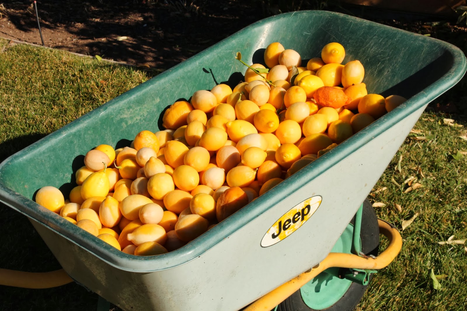 Tickety-boo Health Coaching: Saddest Citrus Post of the Year