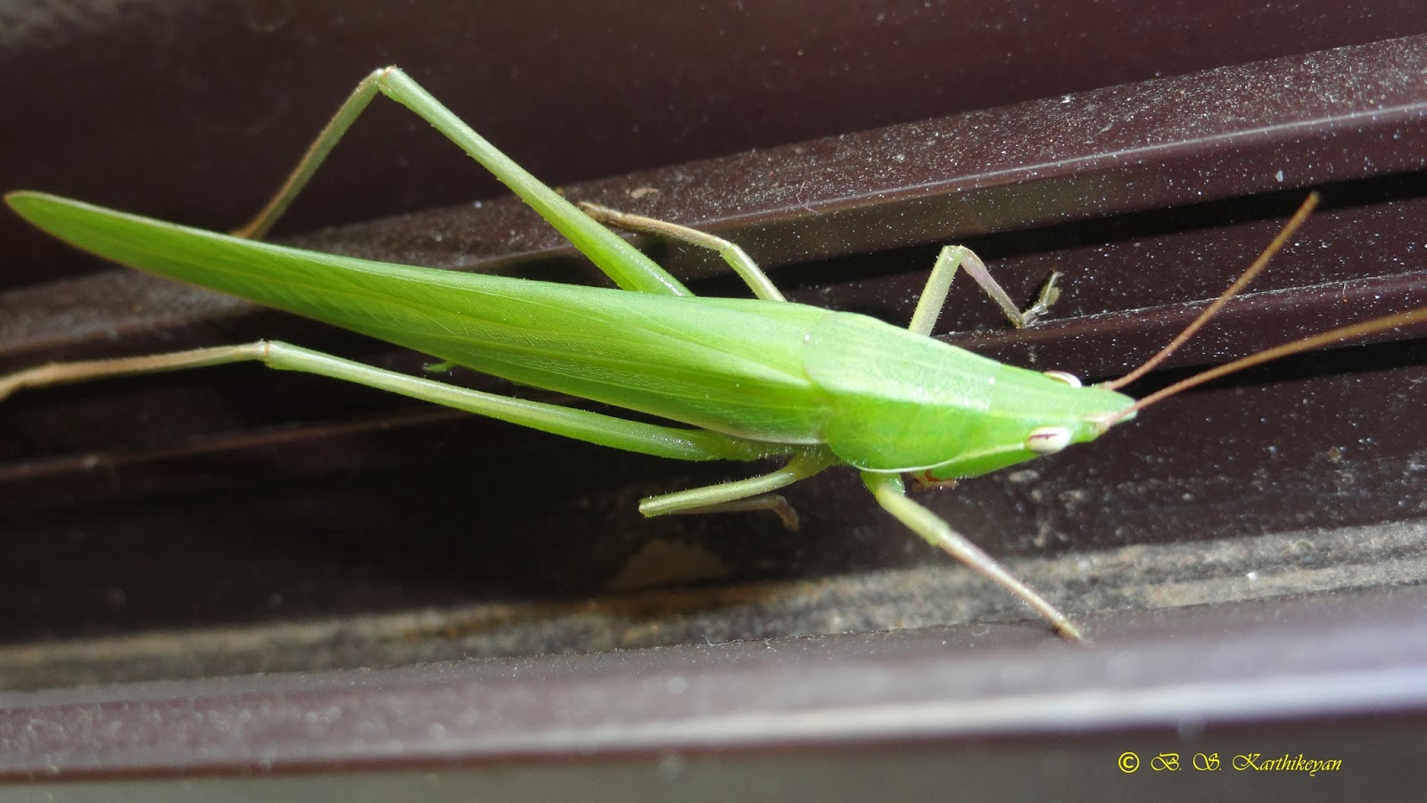 Biodiversity of Bharathidasan University: Katydid