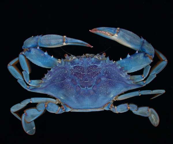 Siri-Azul (Callinectes sapidus)