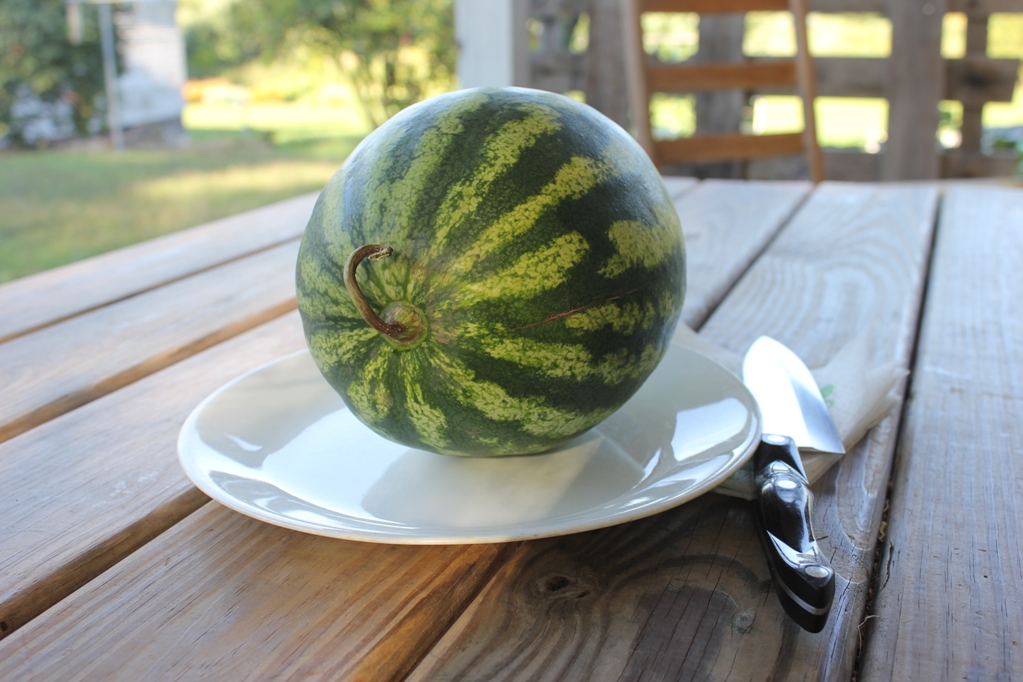 Lookin' Up: A Wee Watermelon