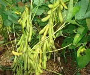 Varietas Unggul Tanaman Kedelai