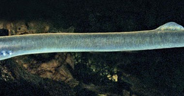 Todo pasa, todo fluye,...: Sobre la lamprea y la empanada de lamprea