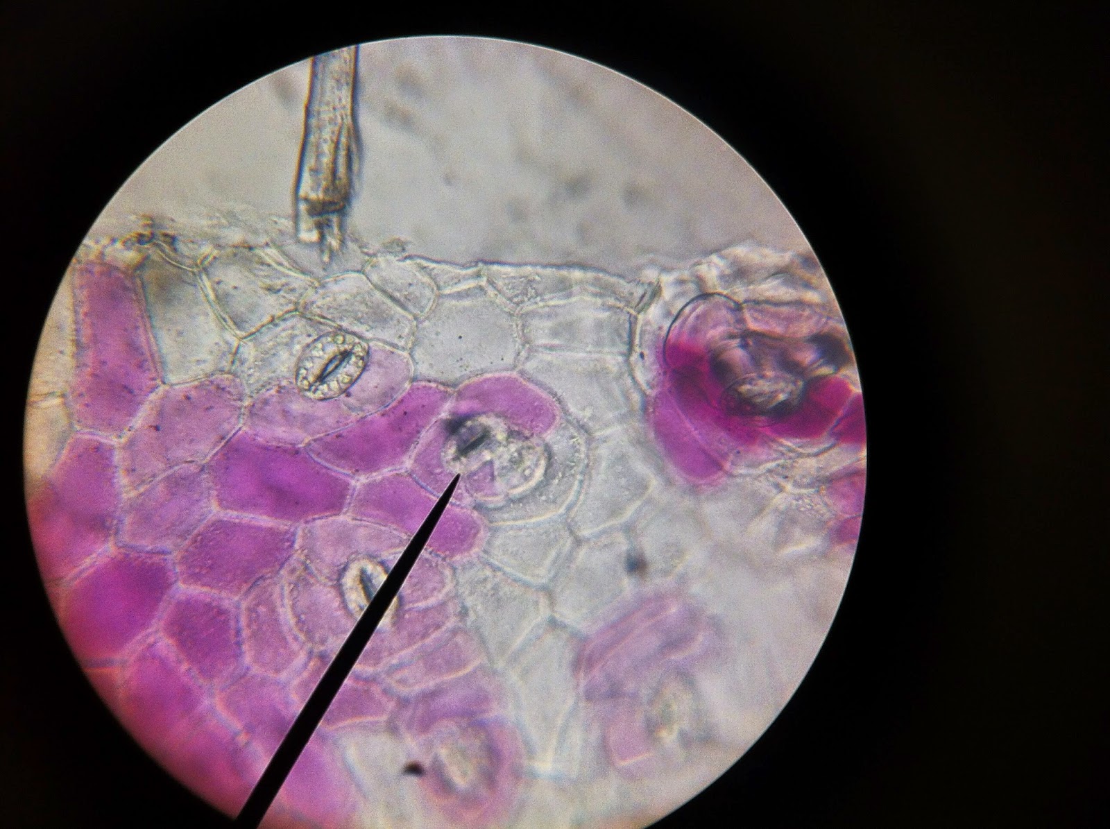 LAB SCIENCE: L17. CELL ORGANELLES