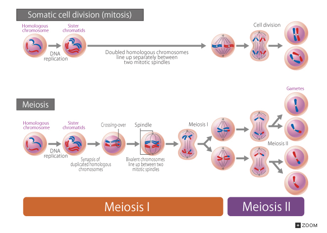 Cell Division Types Mitosis Meiosis Reductional