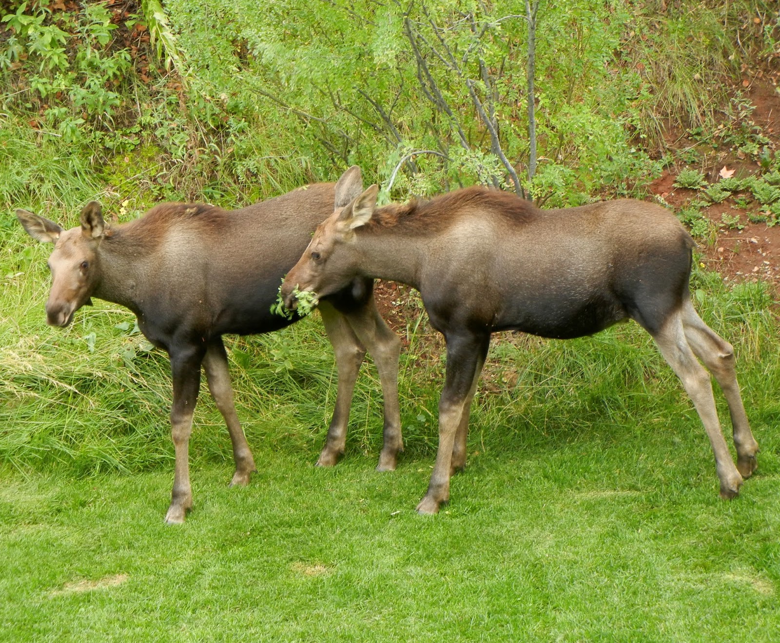 Another Tequila Sunrise: Of Moosies and Acrobatic Fails and Whatnot