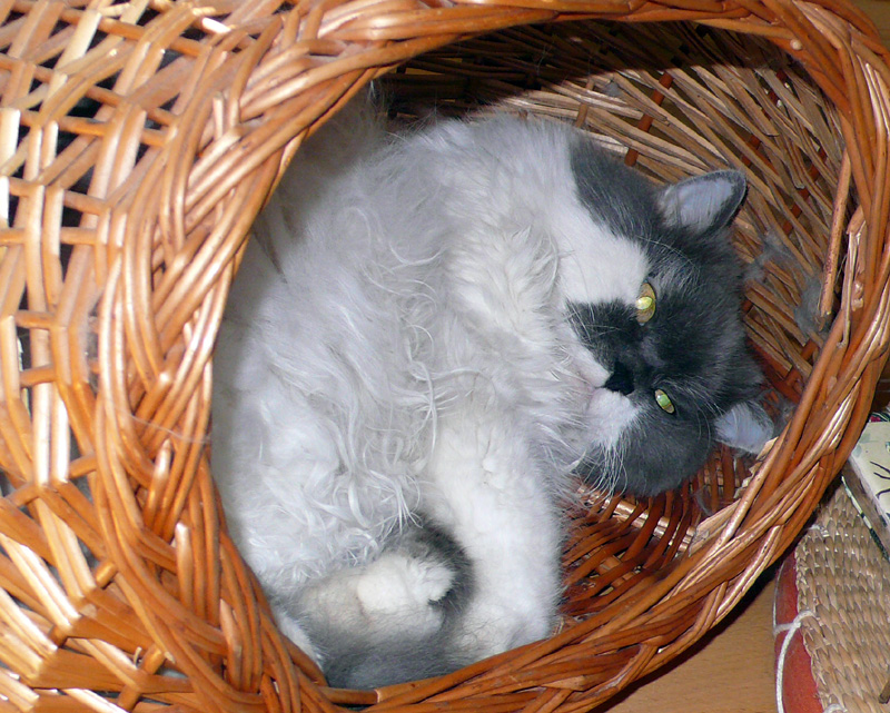 GasztroJazz: Mirci, szőlő, mogyoró és labdarózsa