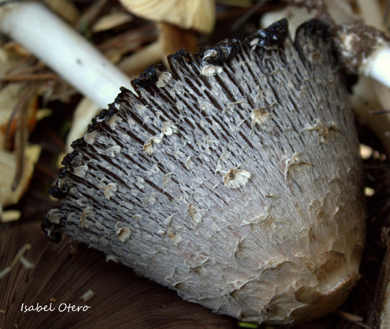 Miradas a través de un visor.: "El otoño siempre nos regala setas". Mi ...