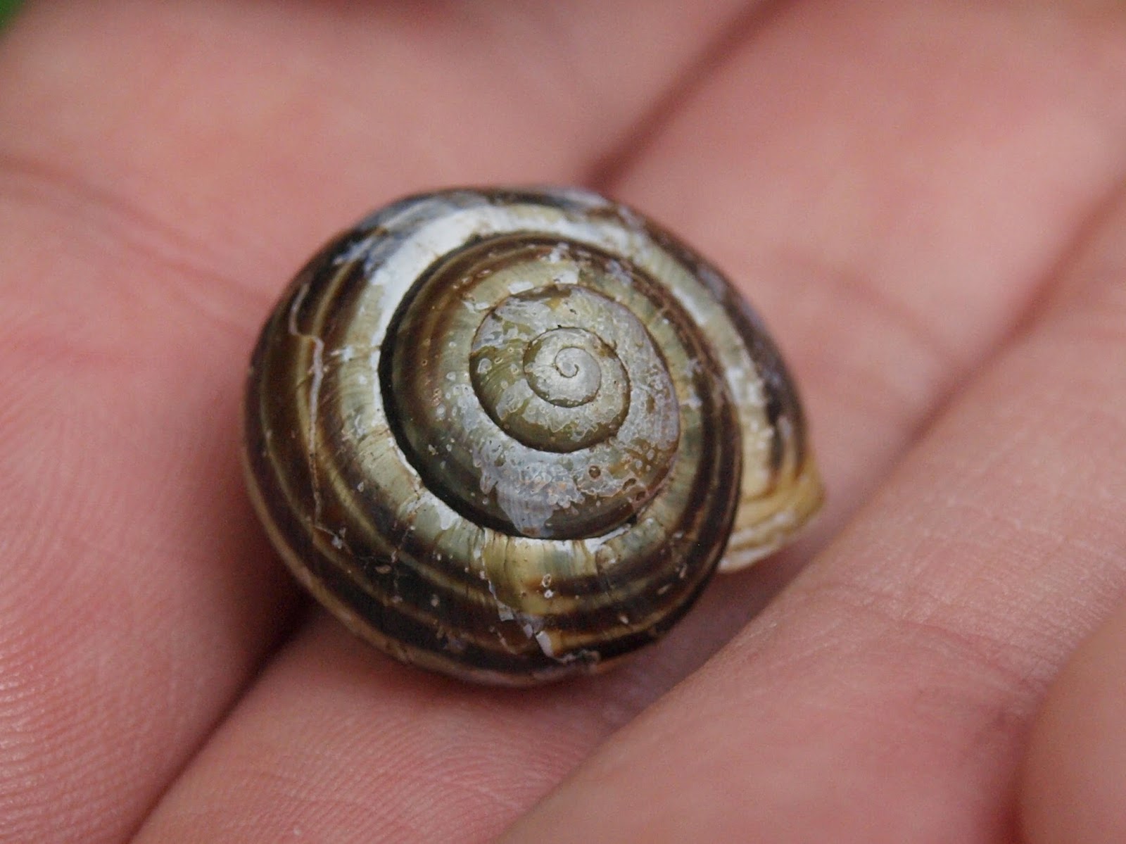 Ragged Robin's Nature Notes: Garden Bioblitz 2014