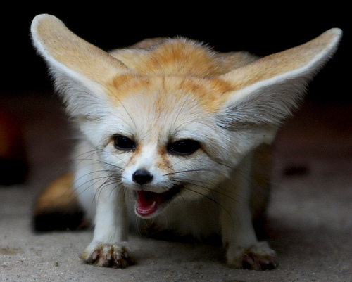 ANIMAL WORLD: Fennec Fox Info and Beautiful Photographs 2013