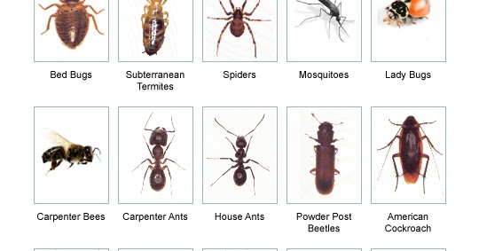 Florida, Warmth And Water: Florida Bugs