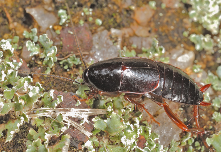 BunyipCo: March 2012